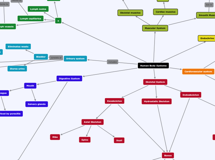 Human Body Systems - Mind Map
